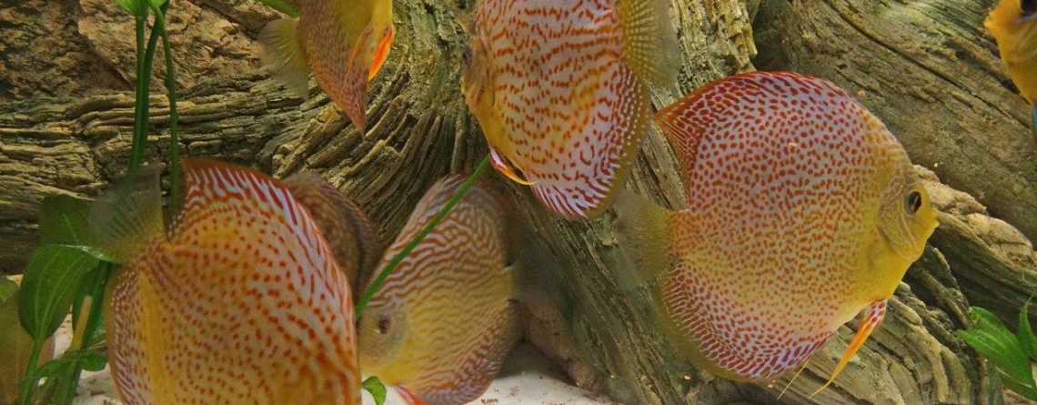 How do Discus Rise and Sink in Water? – Discus.com