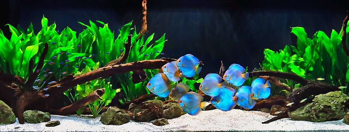 More on Basic Discus Care – Discus.com