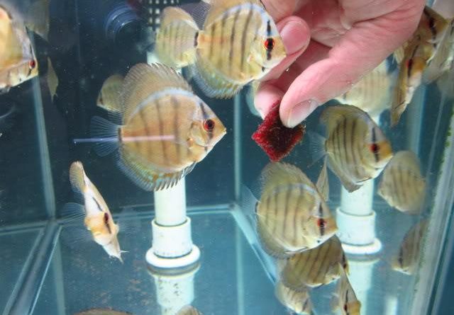 Interactive Things Your Discus Will Do – Discus.com