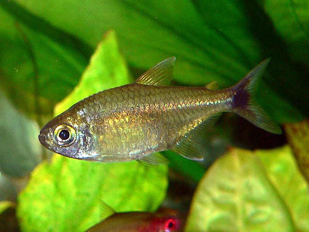 Gold Tetra | Discus.com