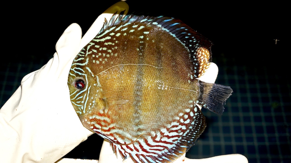 Wild Ica Green Discus | Discus.com