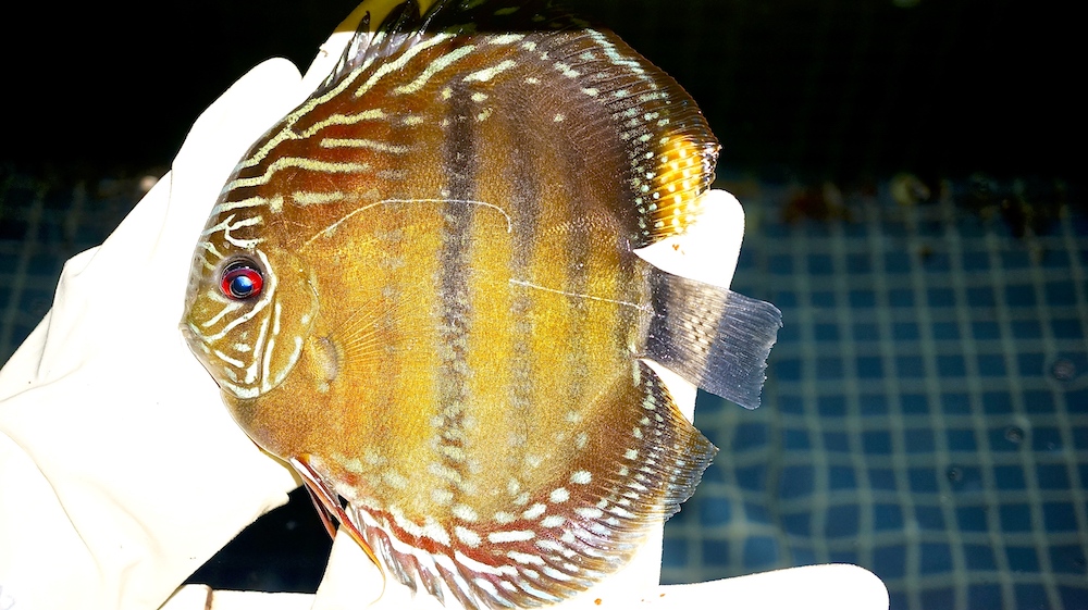 Wild Ica Yellow Discus | Discus.com