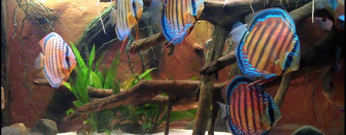 A Timeline of the Discus Industry – Discus.com