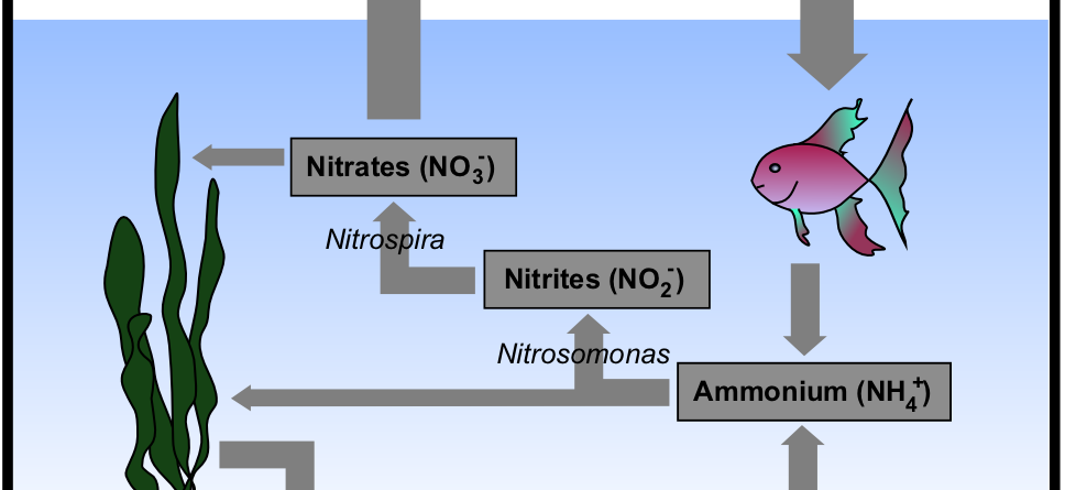 The Nitrogen Cycle | Discus.com