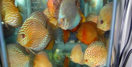 A Deeper Dive into Discus Tank Substrates | Discus.com
