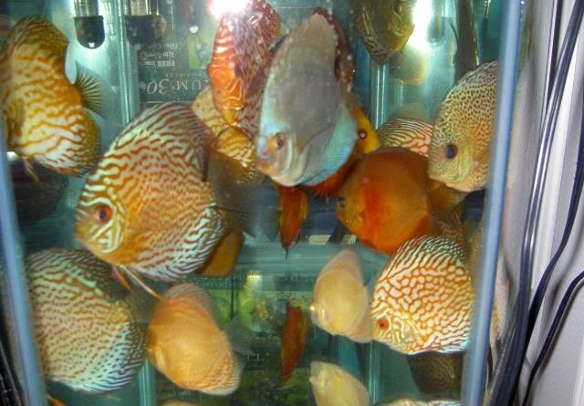 The Number of Discus to Safely House in an Aquarium | Discus.com