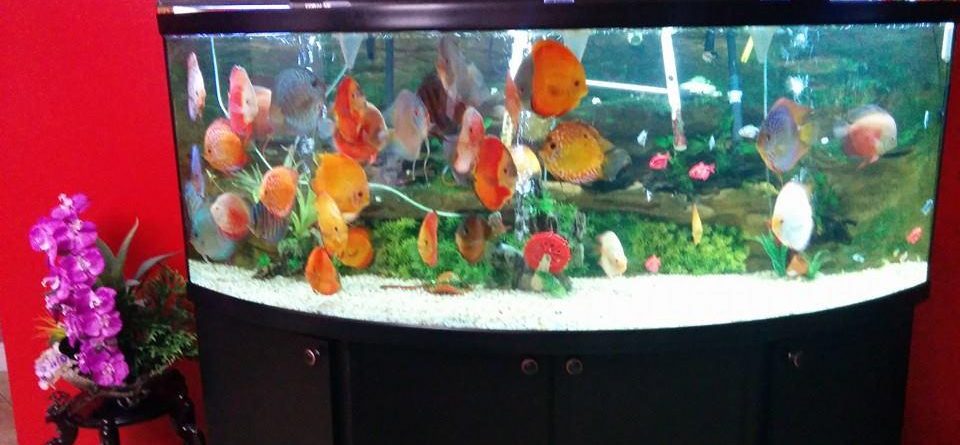Discus Tank Stands | Discus.com