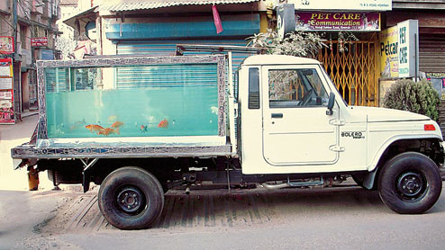 Transporting Live Fish | Discus.com