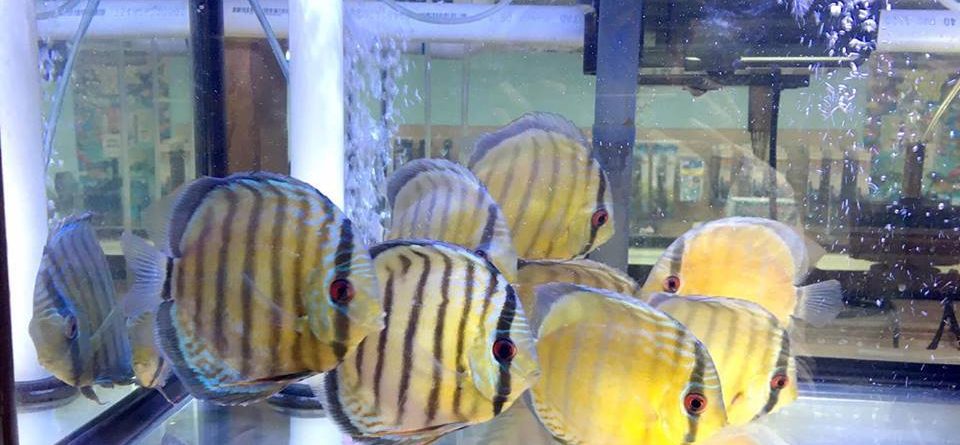 Catching and Harvesting Wild Discus | Discus.com