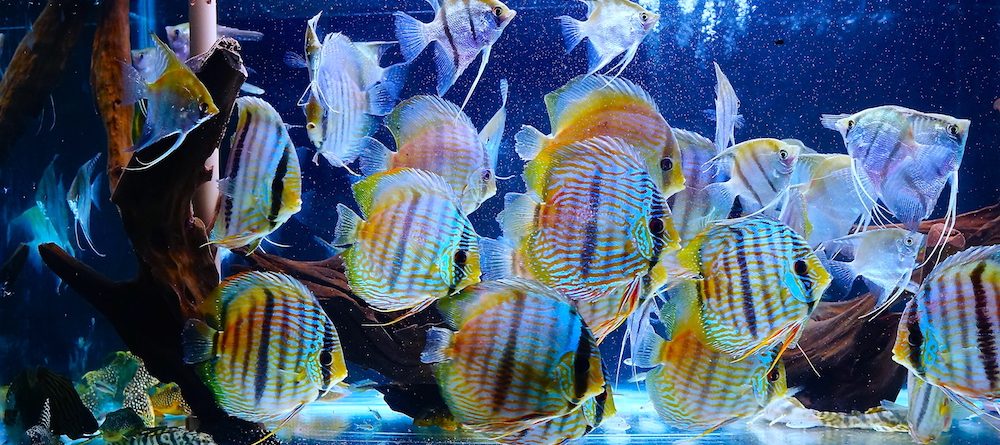 Best Lighting for a Discus Aquarium | Discus.com