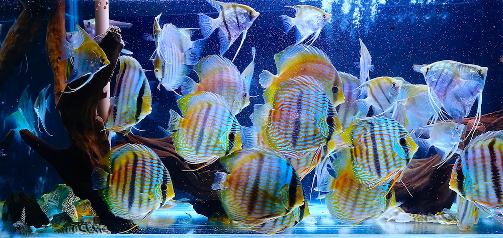 Best Lighting for a Discus Aquarium | Discus.com
