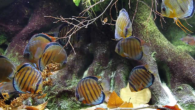 The Natural Habitat of the Discus Fish | Discus.com