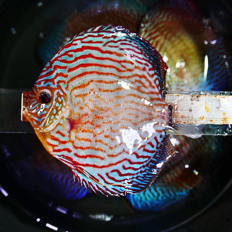 "Giant Blue" Turquoise Discus, High Body | Discus.com