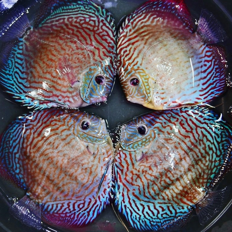 "Giant Blue" Turquoise Discus, High Body | Discus.com