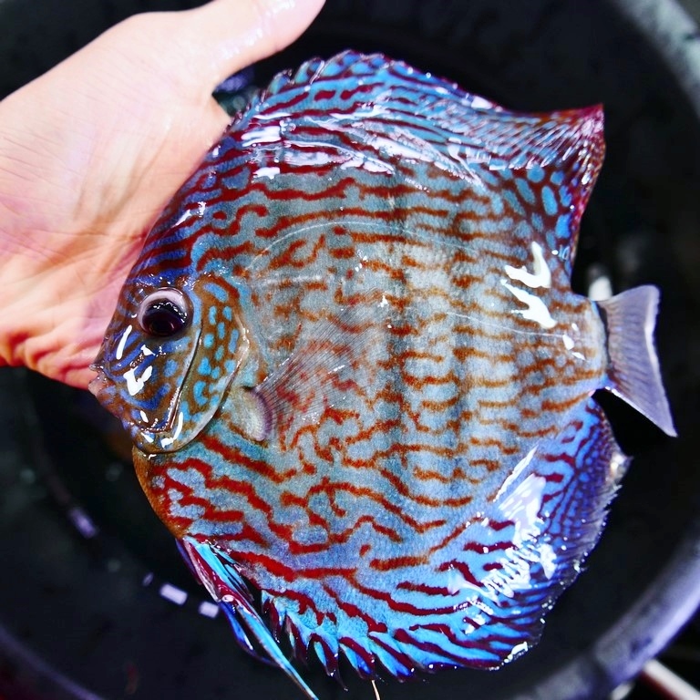 "Giant Blue" Turquoise Discus, High Body | Discus.com