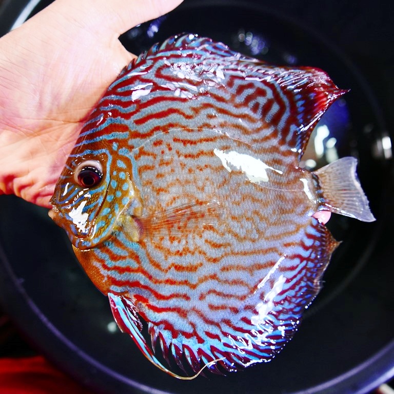 "Giant Blue" Turquoise Discus, High Body | Discus.com