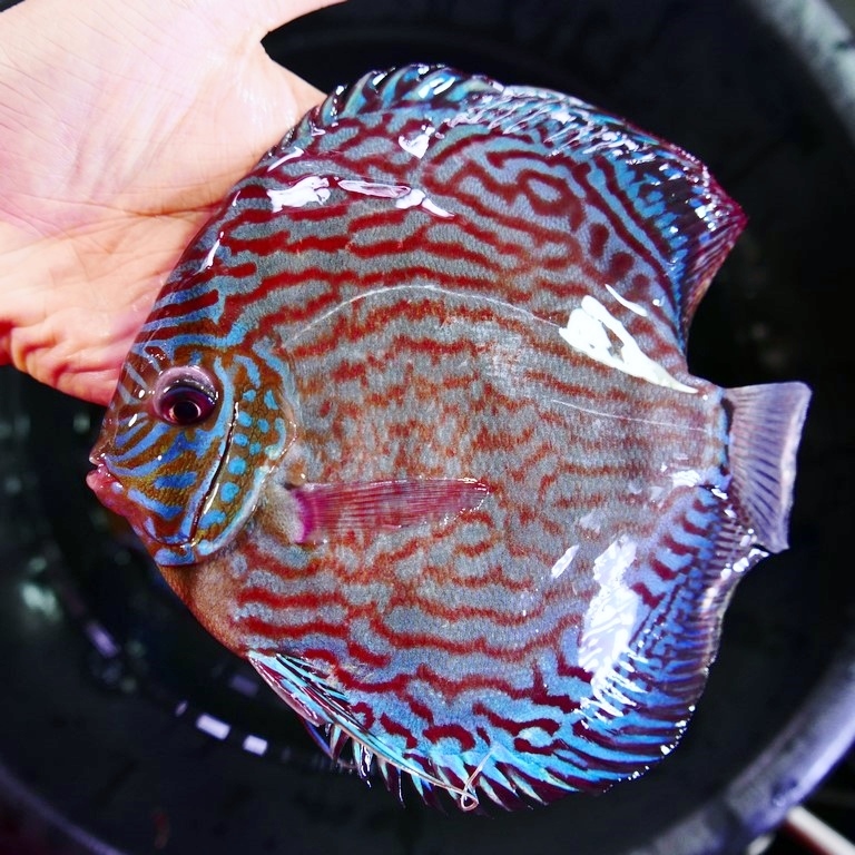 "Giant Blue" Turquoise Discus, High Body | Discus.com