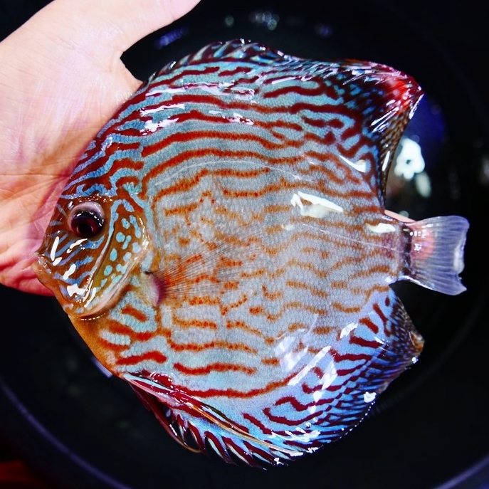 "Giant Blue" Turquoise Discus, High Body | Discus.com