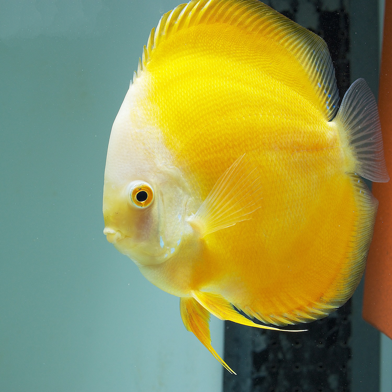 Albino Millenium Gold, Proven Breeding Pair | Discus.com