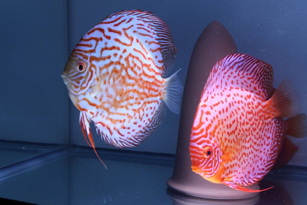 Golden Leopard Snakesin Discus, Proven Breeding Pair | Discus.com
