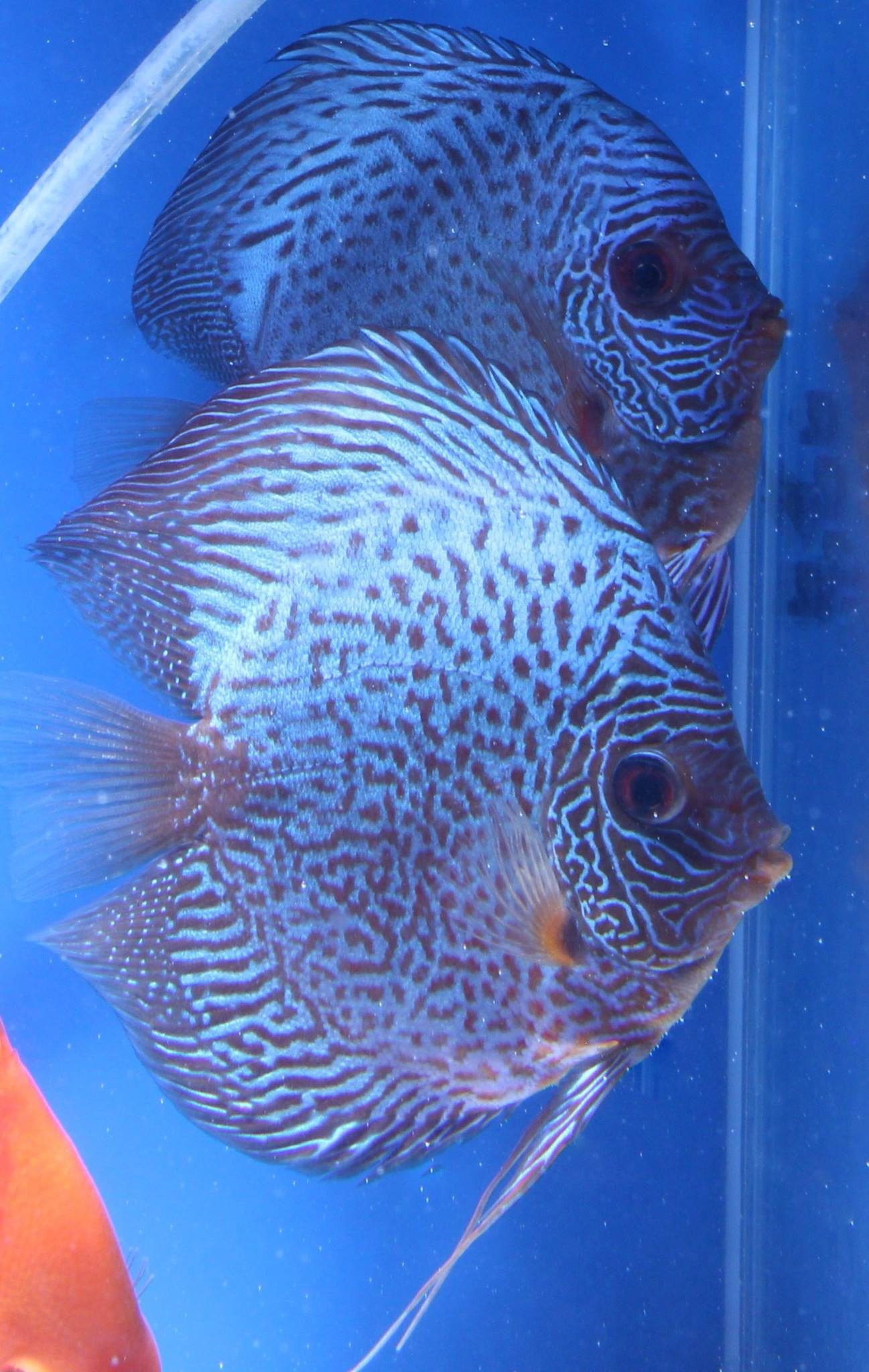 High Bodied Blue Scorpion Discus, Proven Breeding Pair | Discus.com