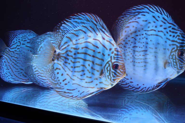 Discus Fish For Sale: Hybrid & Wild Strains | Discus.com