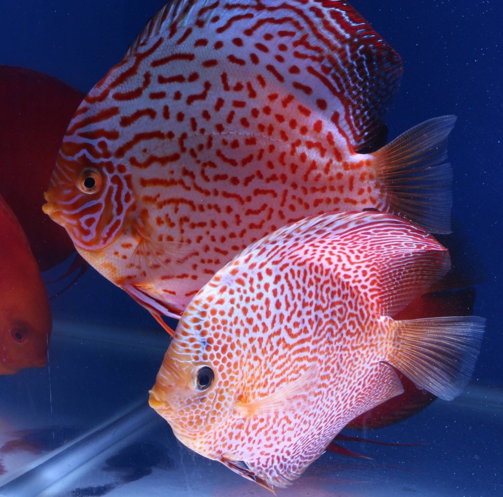 Penang Eruption + Classic Leopard Discus, Proven Breeding Pair | Discus.com