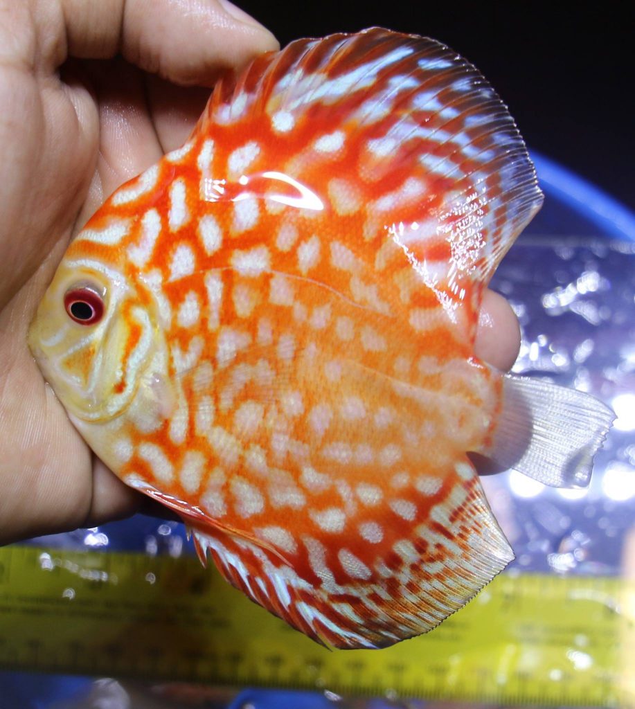 Orange Checkerboard Pigeon Discus | Discus.com