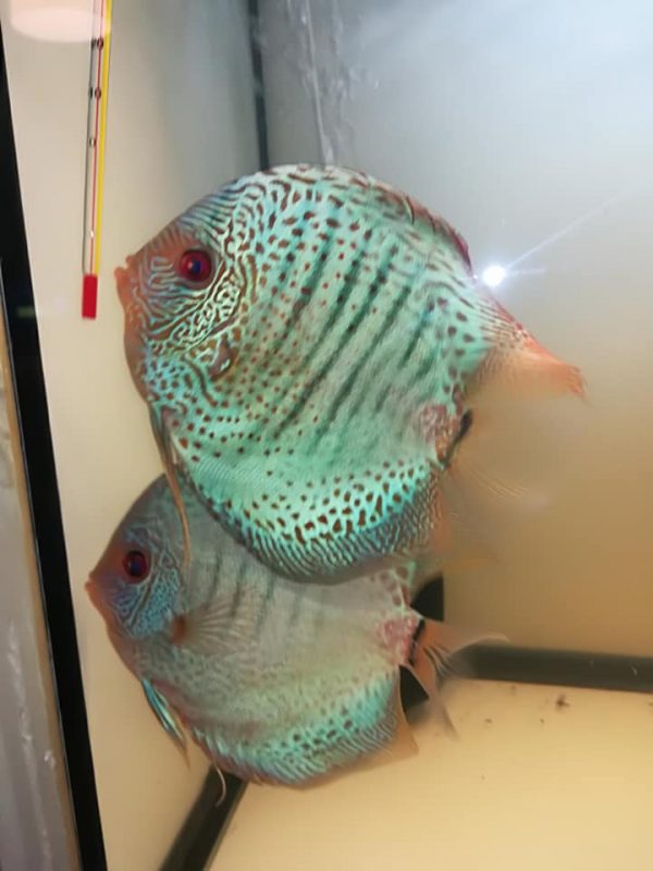 High Bodied Blue Scorpion Discus, Proven Breeding Pair | Discus.com