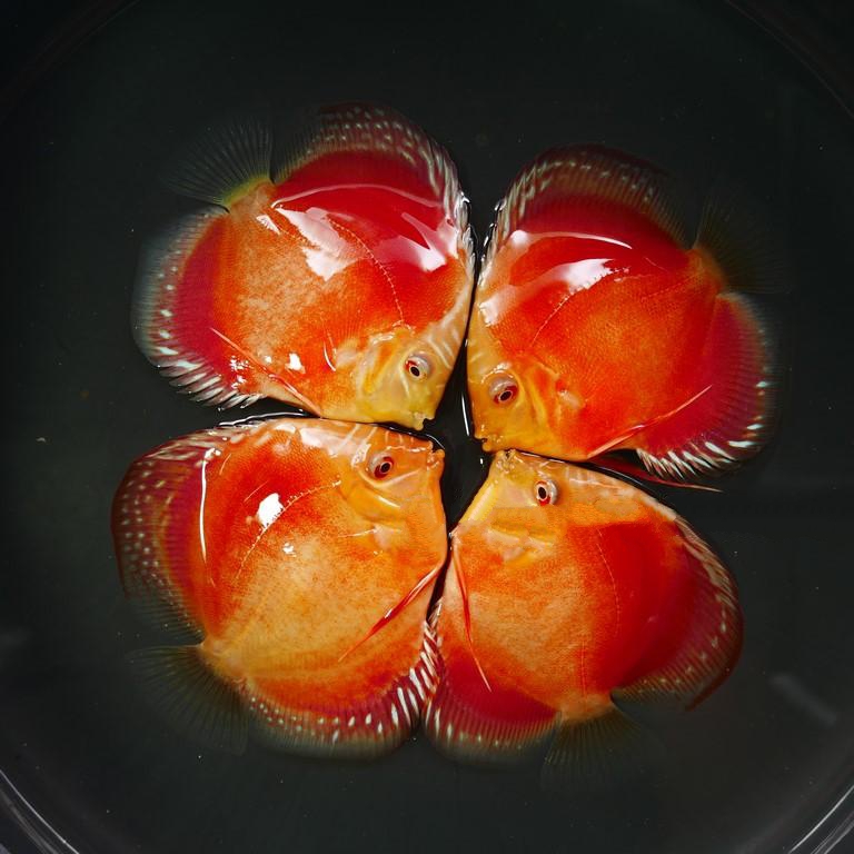 Albino Red Alenquer Discus | Discus.com