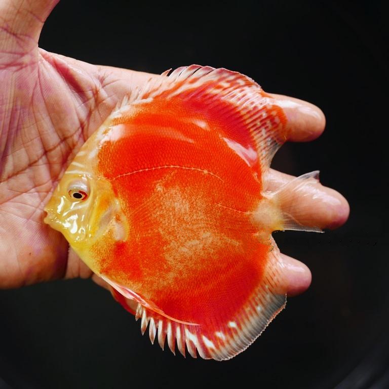 Albino Red Alenquer Discus | Discus.com