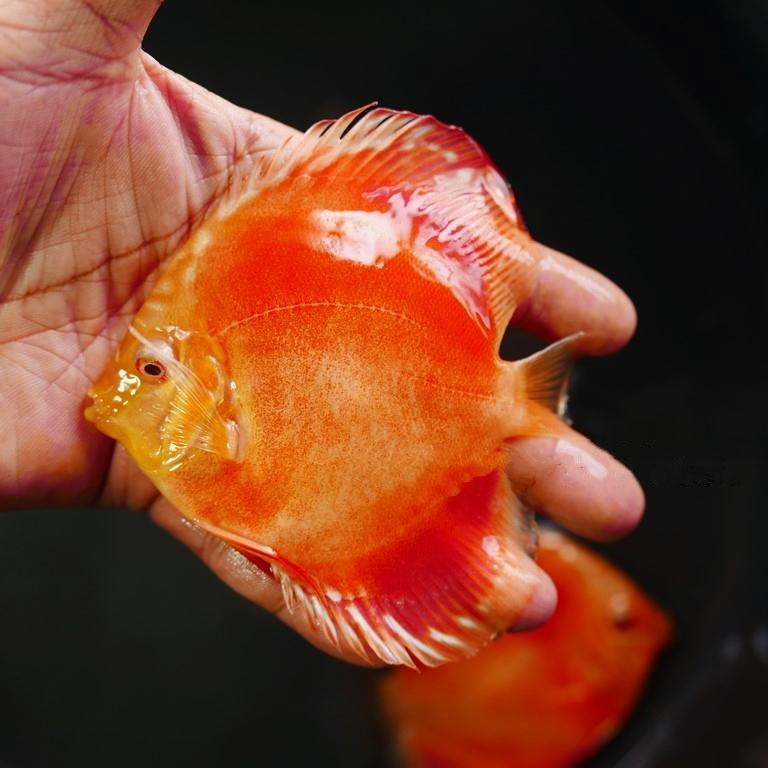 Albino Red Alenquer Discus | Discus.com