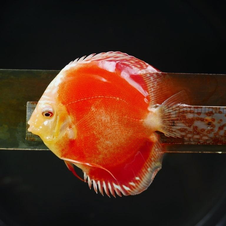 Albino Red Alenquer Discus | Discus.com