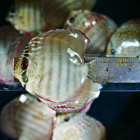 Striated Red Alenquer Cross Discus, Green Base – Discus.com