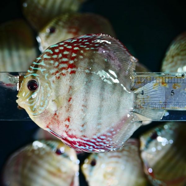 Striated Red Alenquer Cross Discus, Green Base – Discus.com