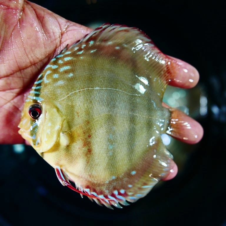 Striated Red Alenquer Cross Discus, Green Base – Discus.com