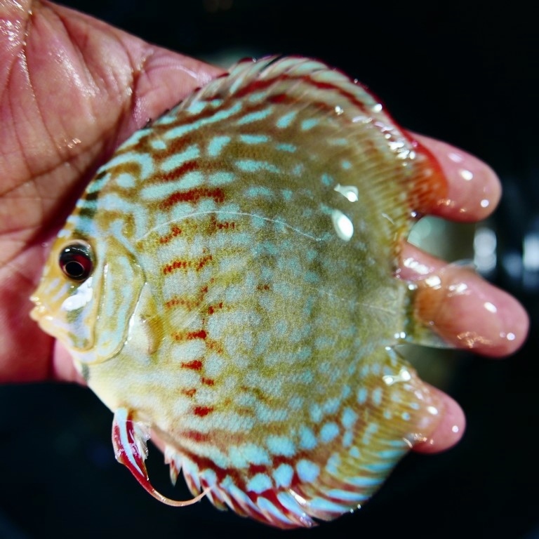Striated Red Alenquer Cross Discus, Green Base – Discus.com