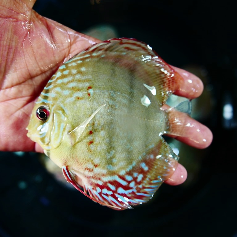 Striated Red Alenquer Cross Discus, Green Base – Discus.com
