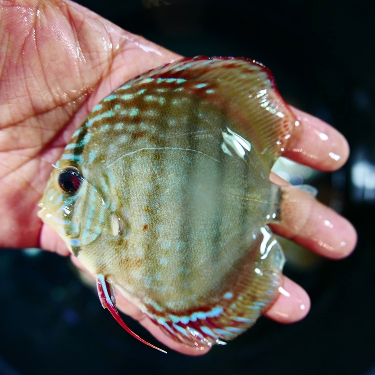 Striated Red Alenquer Cross Discus, Green Base – Discus.com