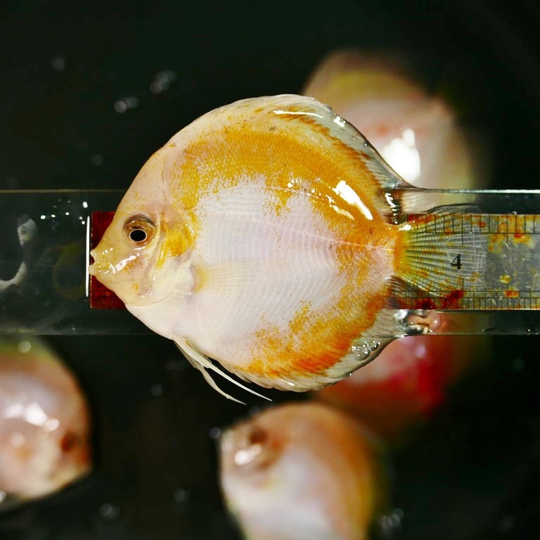 Calico Discus, Orange Base | Discus.com