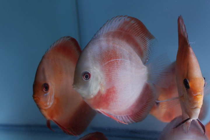 Red Cover Discus, Light Base | Discus.com