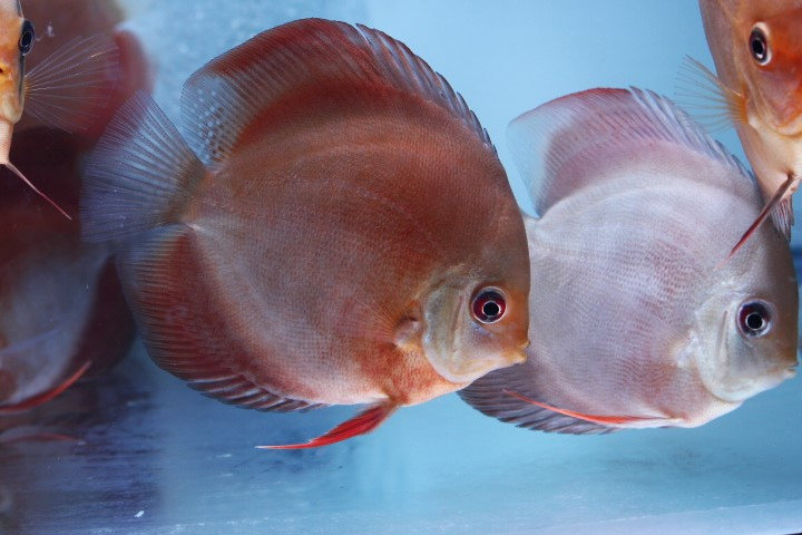 Red Cover Discus, Light Base | Discus.com