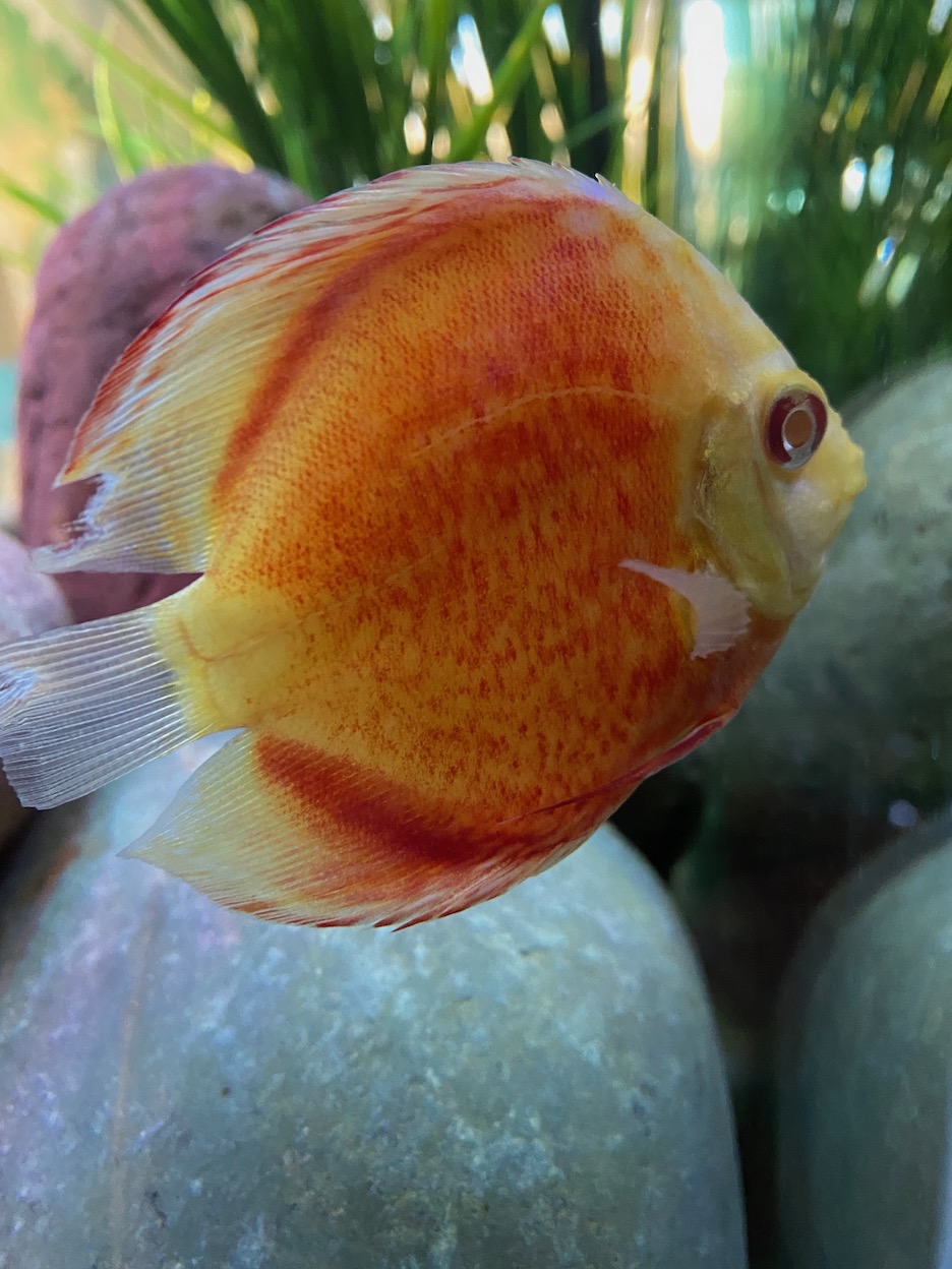Orange Tiger Carnation Discus | Discus.com