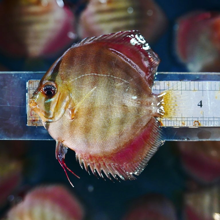 Virgin Alenquer Cross Discus, Brown Base – Discus.com