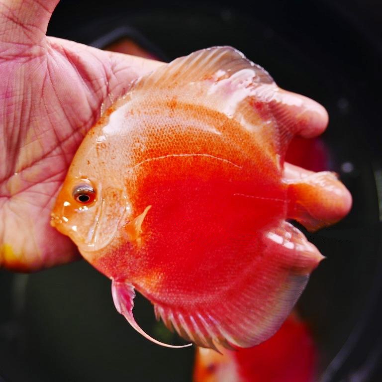 Valentine Discus | Discus.com