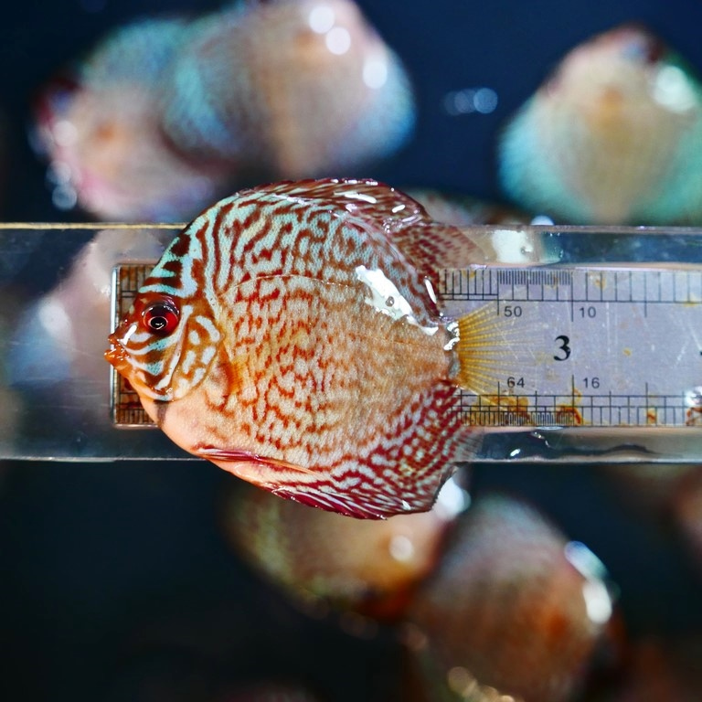 High Bodied Red Turquoise Discus | Discus.com