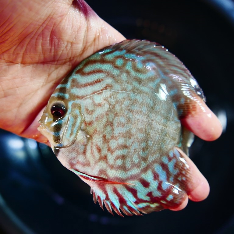 Royal Blue x Altum Flora Cross Discus | Discus.com