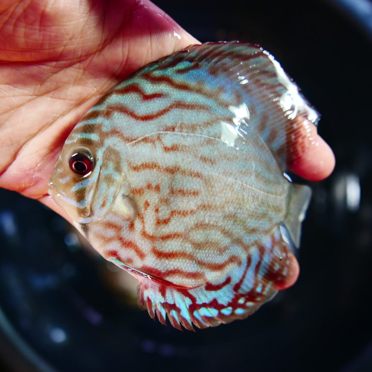 Royal Blue x Altum Flora Cross Discus | Discus.com