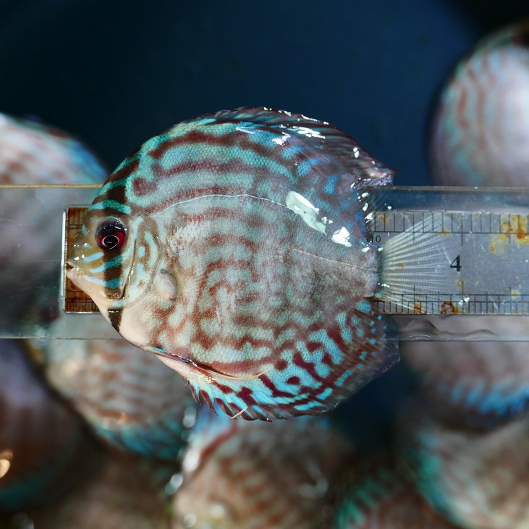 Royal Blue x Altum Flora Cross Discus | Discus.com