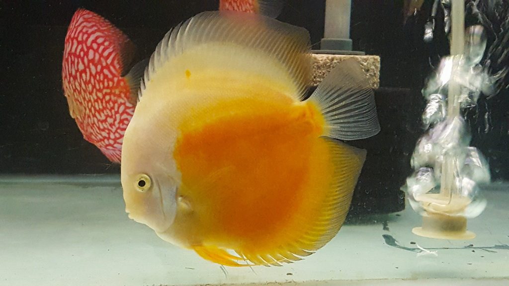 Yellow White Discus | Discus.com